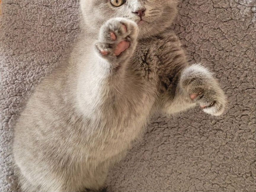 Шотландский вислоухий серый котёнок
