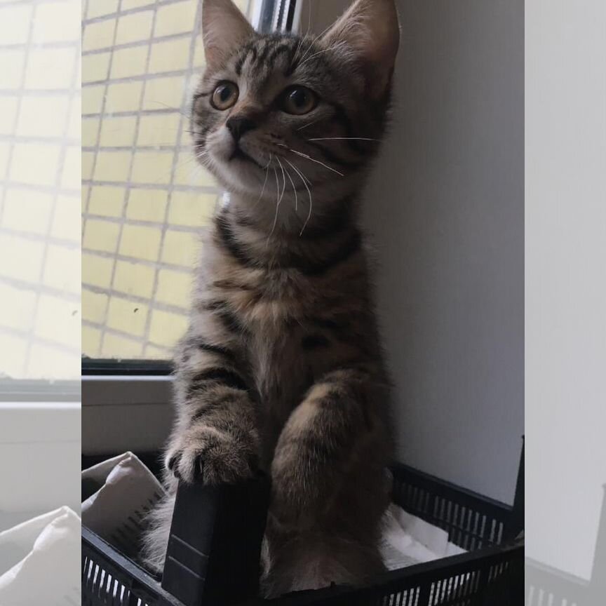 Котенок Глашенька 3 мес