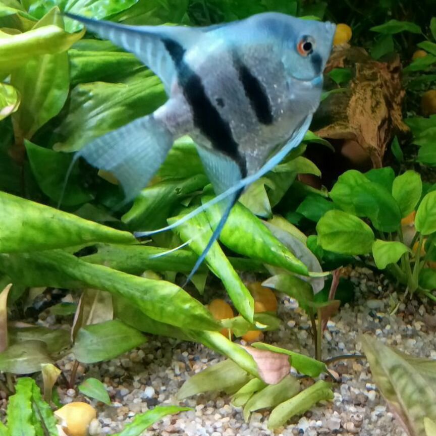 Скалярия зебра