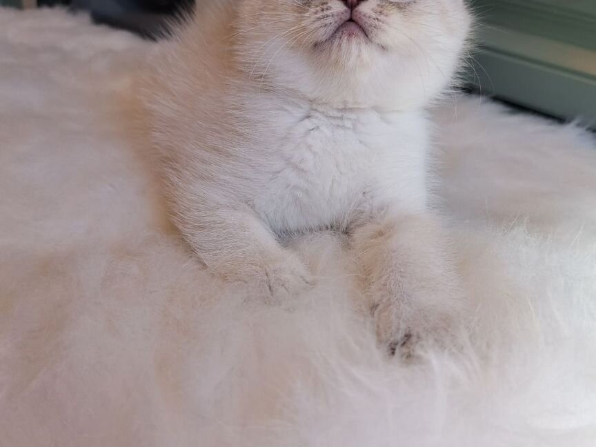 Продам котенка британской шиншиллы