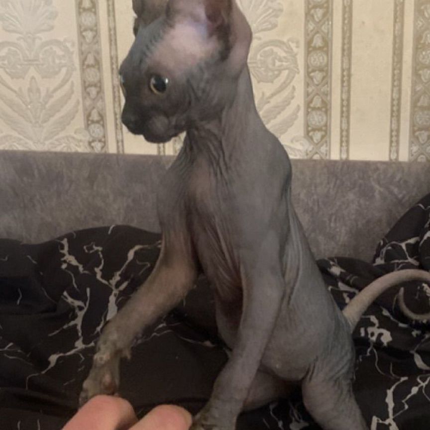 Канадский сфинкс малыш