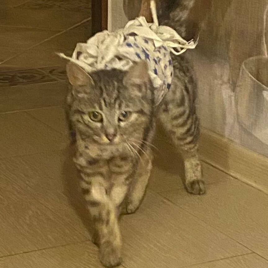 Взрослая кошка в добрые руки