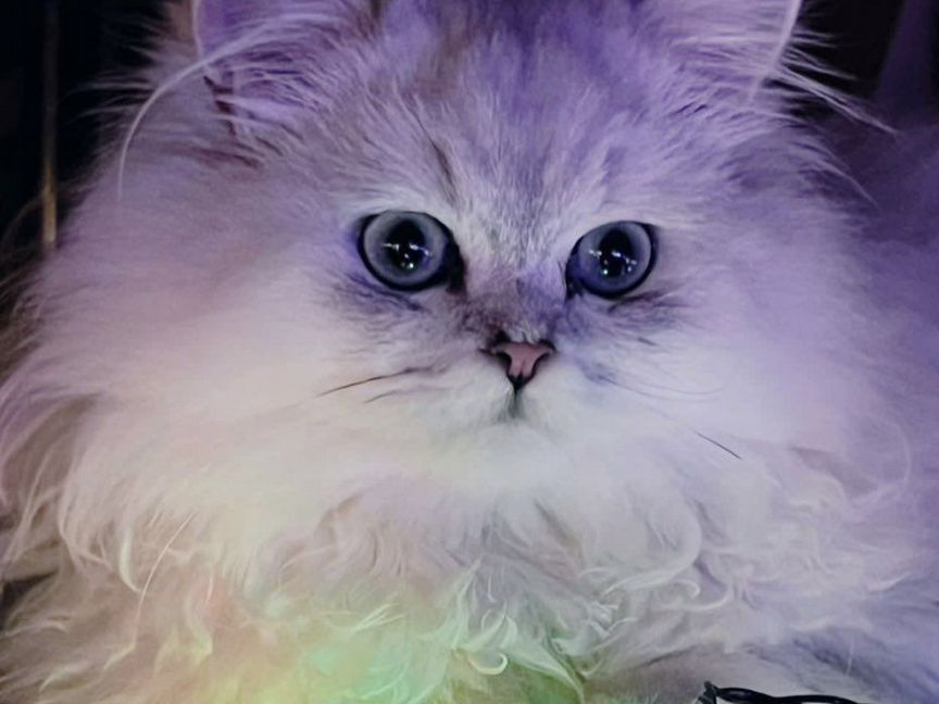 Персидская шиншилла