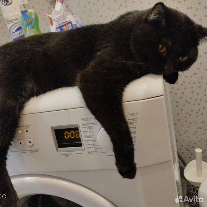 Вязка. Котик британский 3 годика