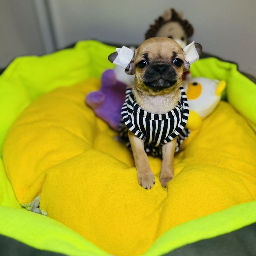 Чихуахуа, щенок