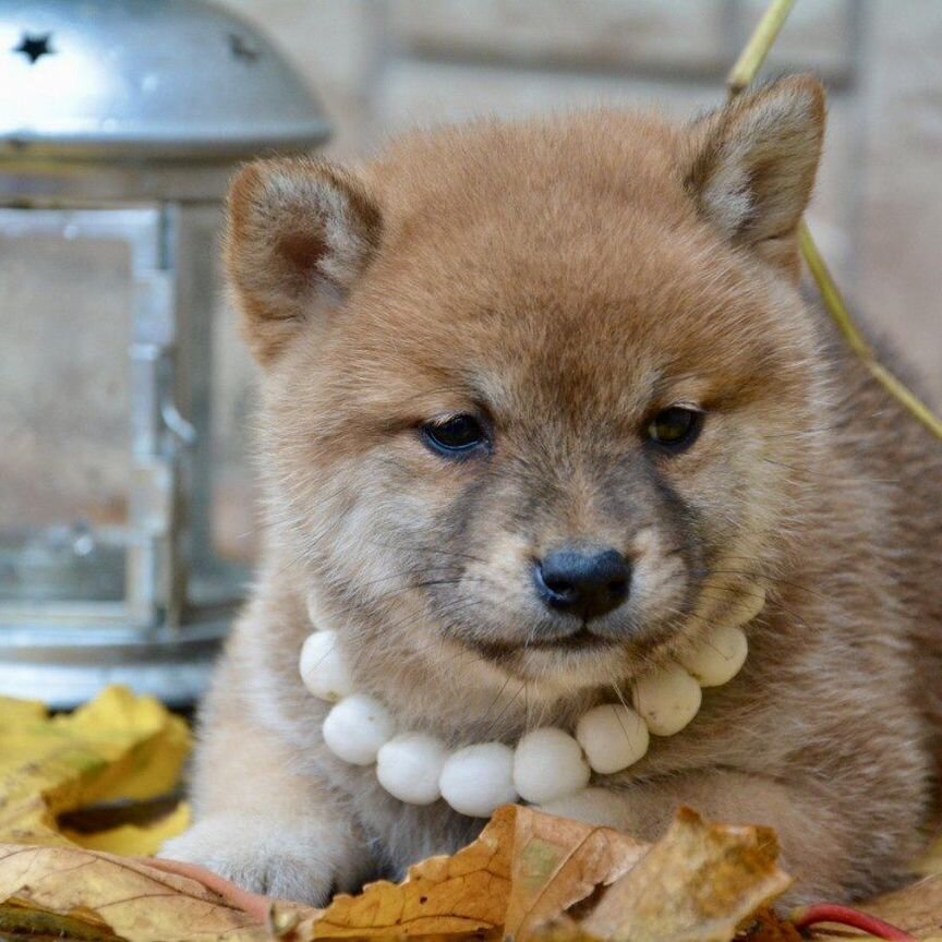 Сиба ину девочка