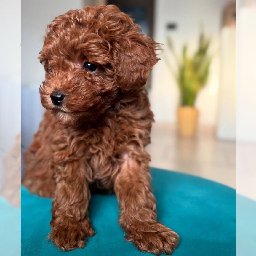 Той-пудель, щенок