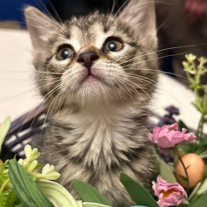 Котёнок в добрые руки