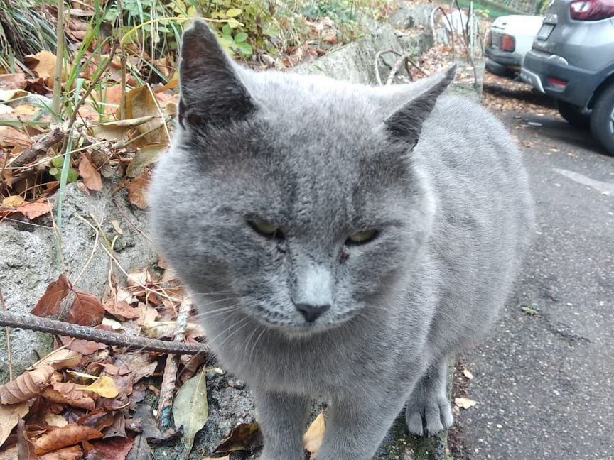 Русская голубая