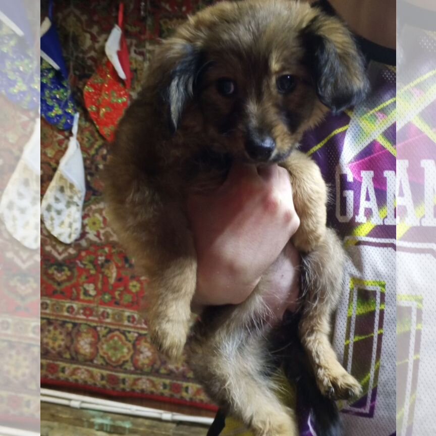 Померанский шпиц, щенок