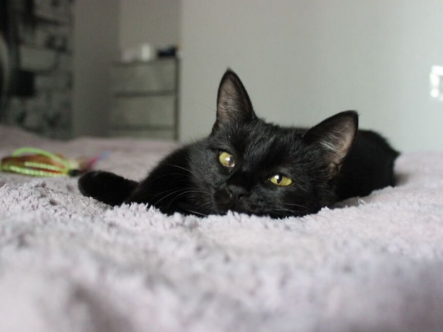 Кошка черная