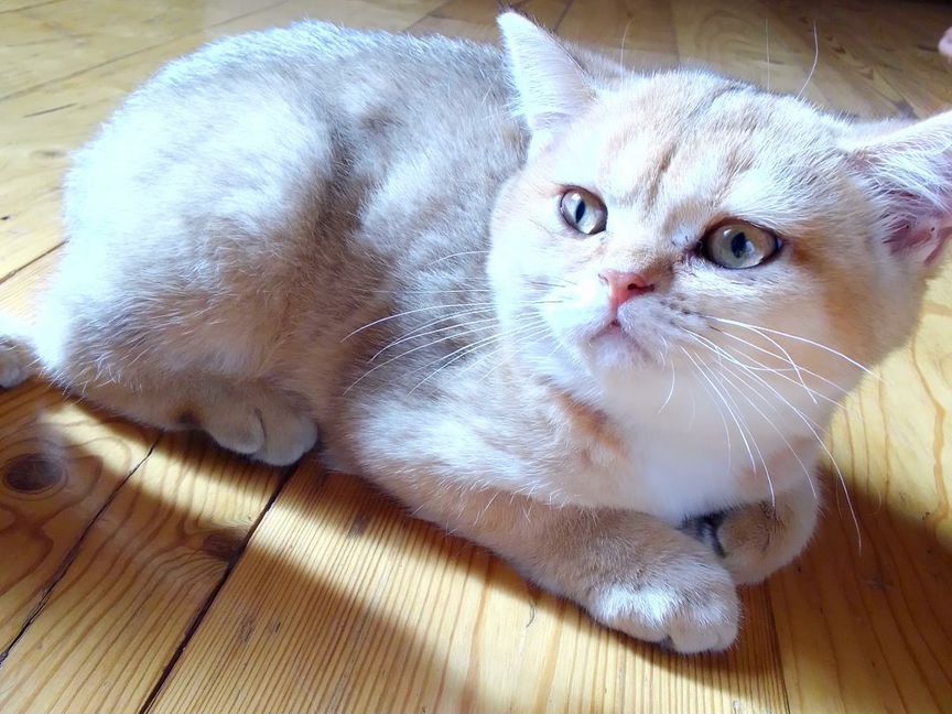 Котята золотая шиншилла