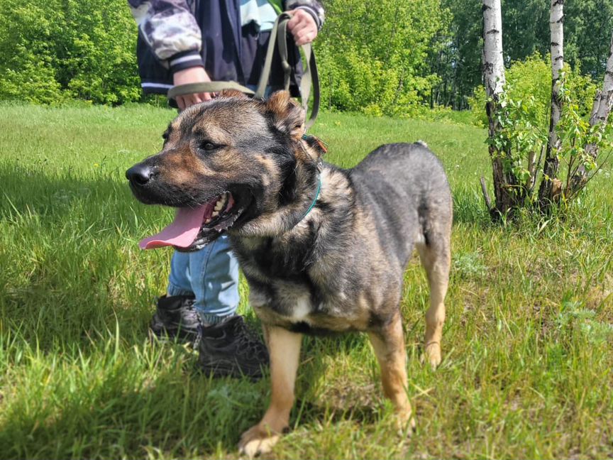 Собака Цезарь в добрые руки