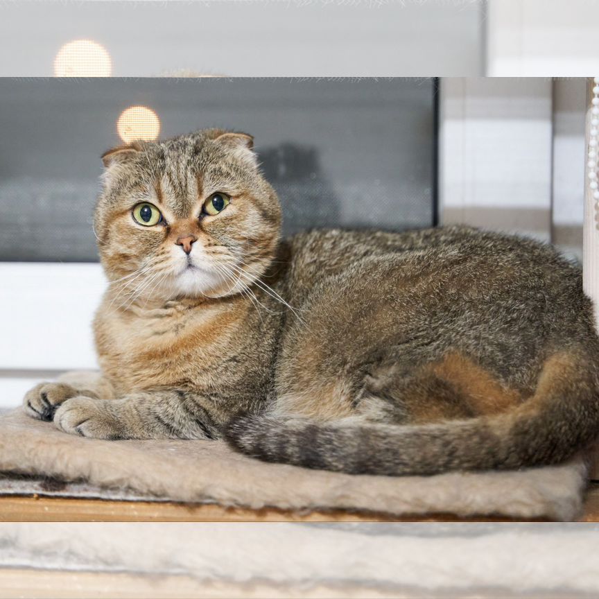 Шотландская вислоухая короткошёрстная, взрослая кошка