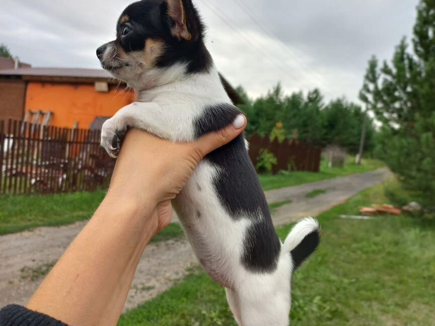Чихуахуа
