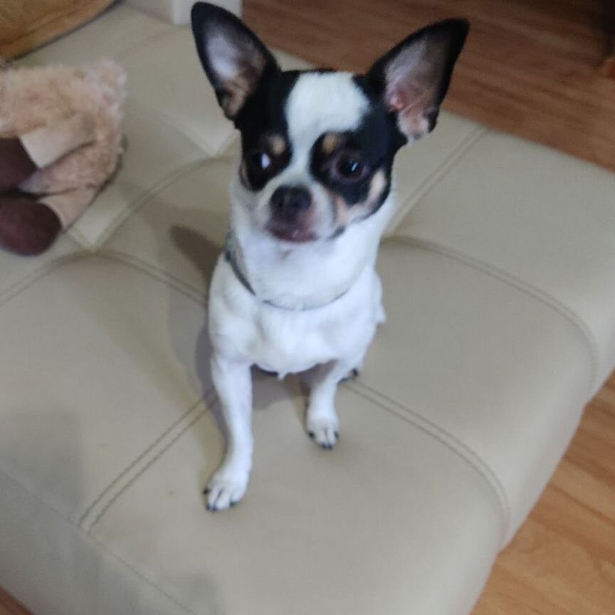 Вязка кобель чихуахуа