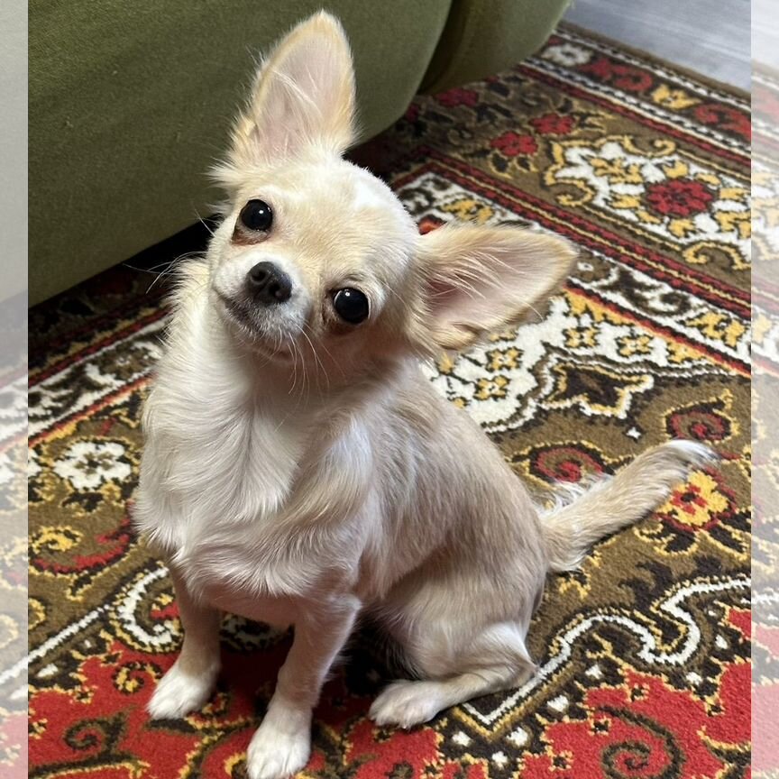 Щенок чихуахуа девочка