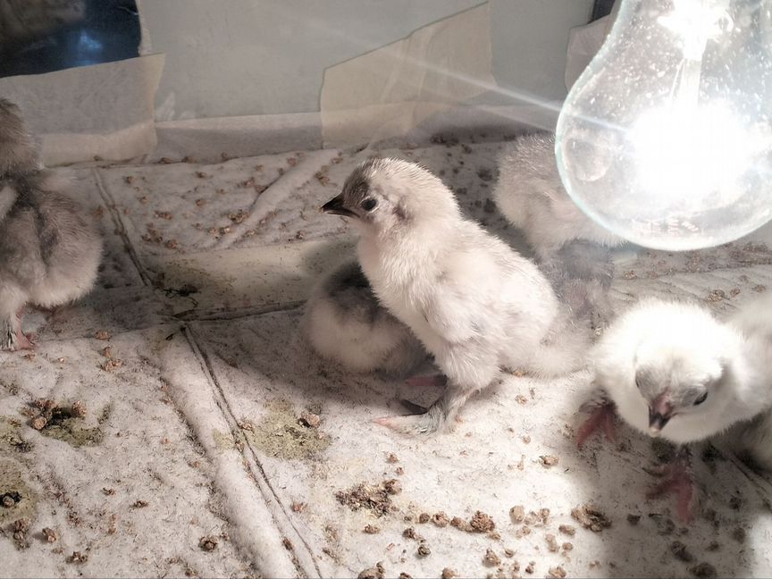 Суточные цыплята Мильфлер