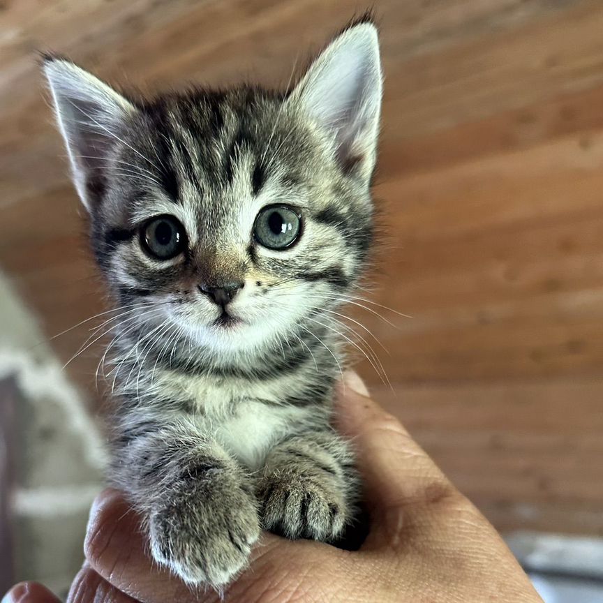 Котята