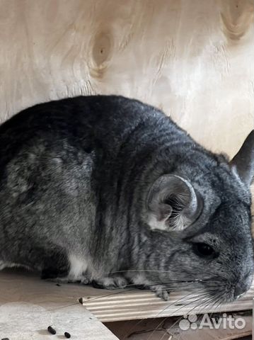 Шиншила в добрые руки