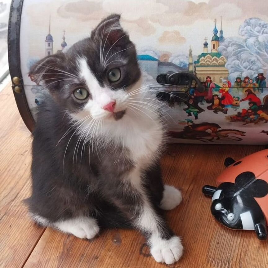 Вислоухий котёнок