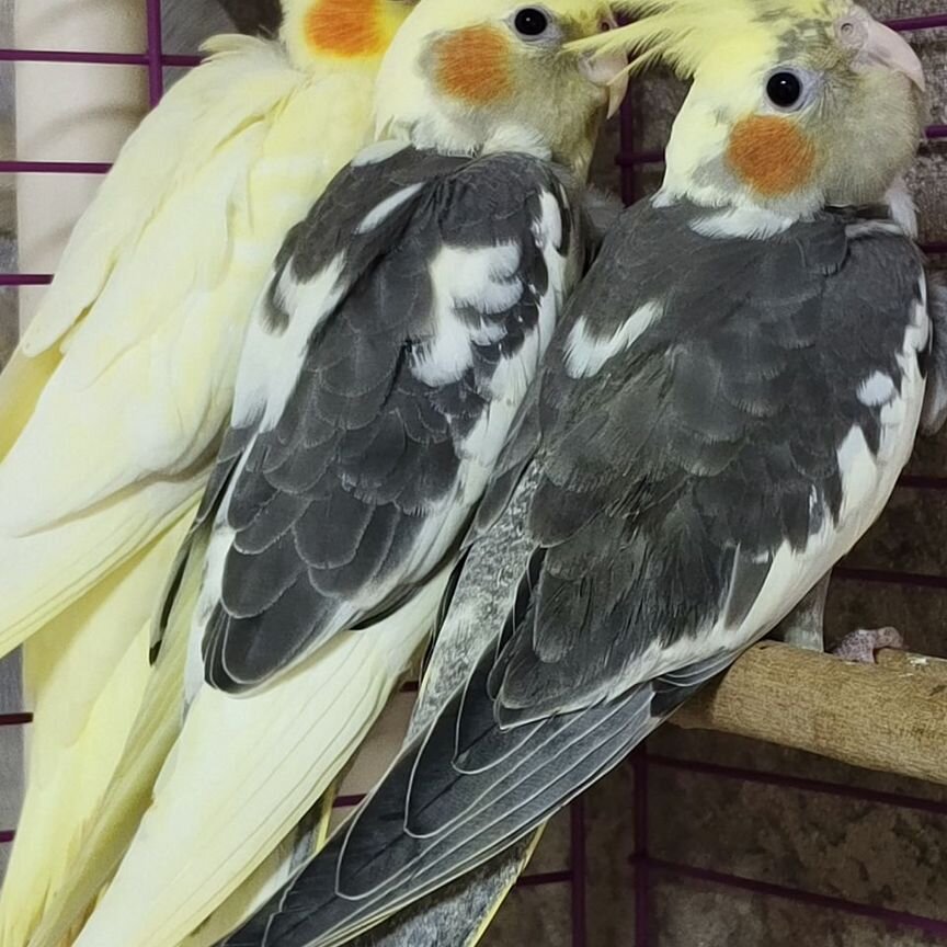 Попугай корелла птенец 2 месяца