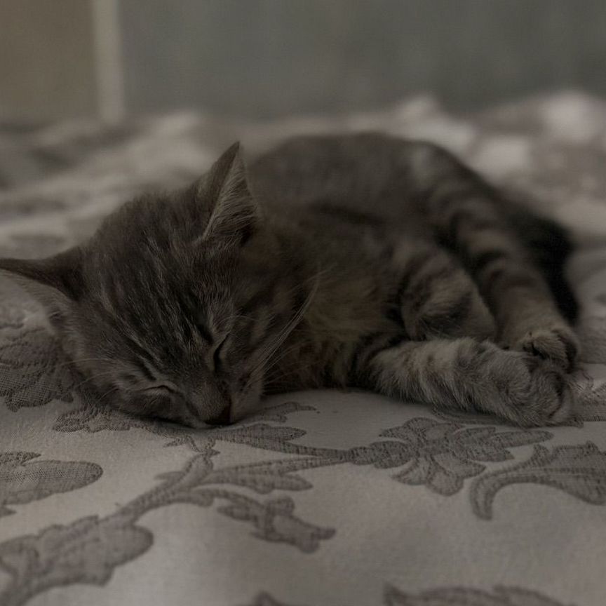 Европейский короткошёрстный котёнок