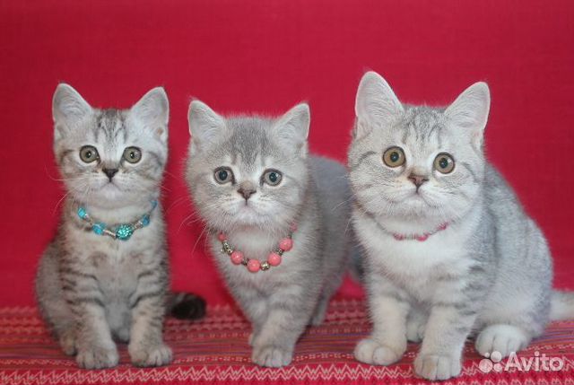 Британский котик