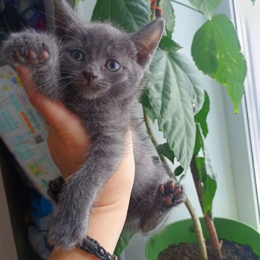 Котёнок в добрые руки