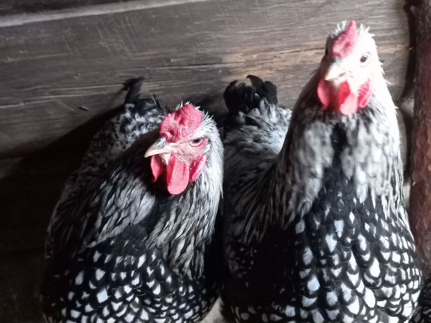 Молодые петухи