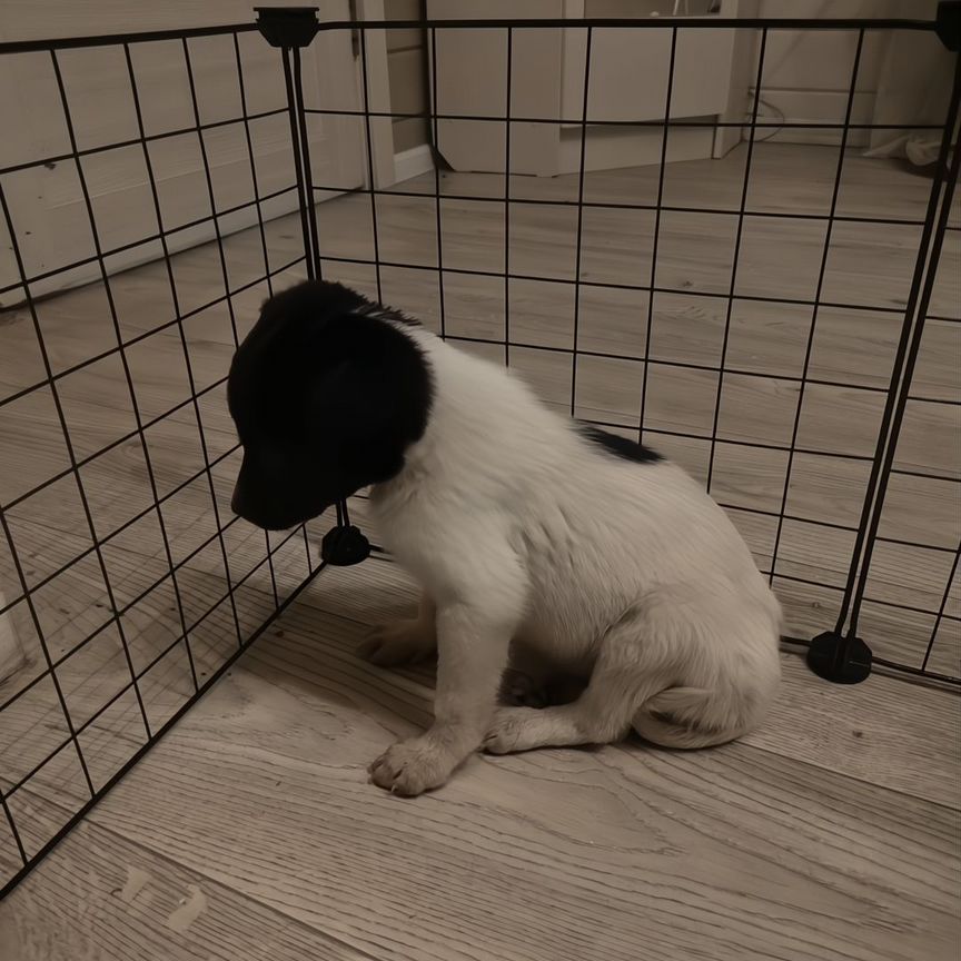 Щенок в добрые руки