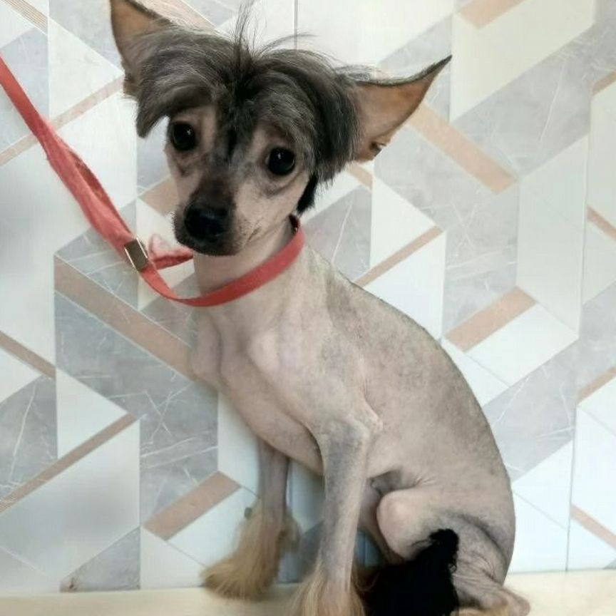 Китайская хохлатая, взрослая собака