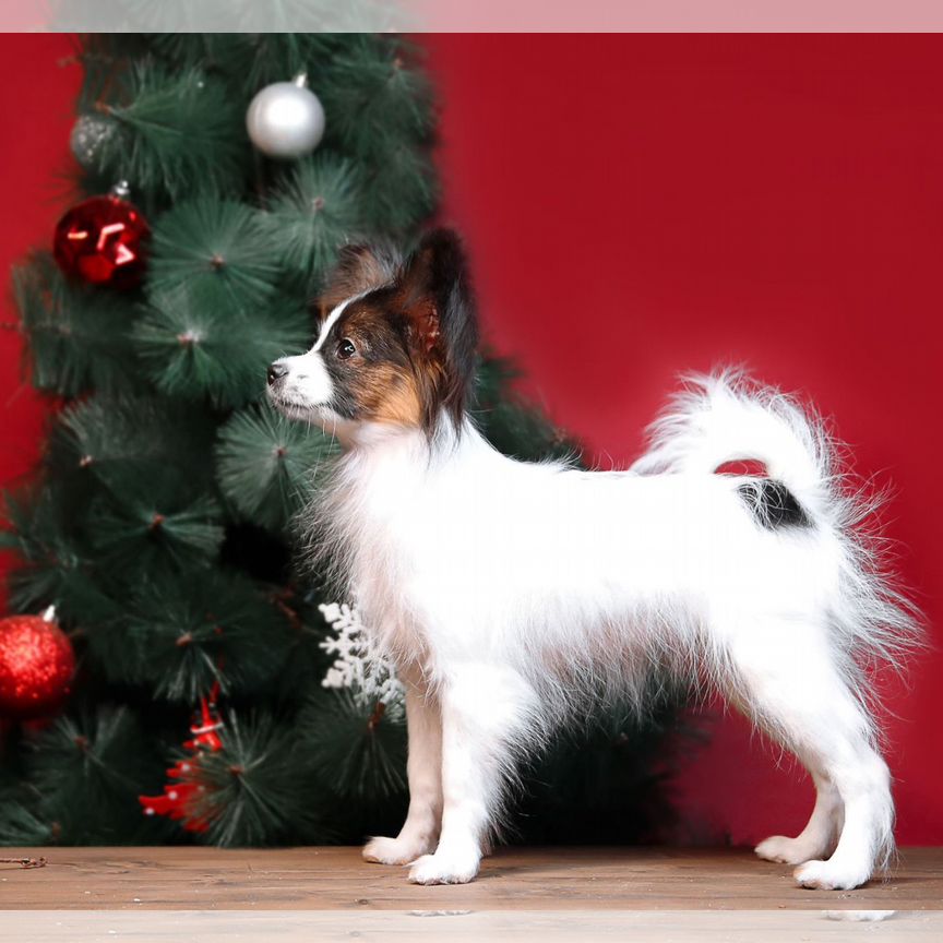 Континентальный той-спаниель папильон, щенок