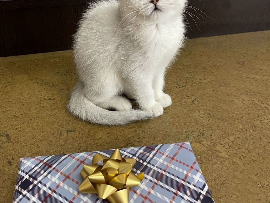 Котята