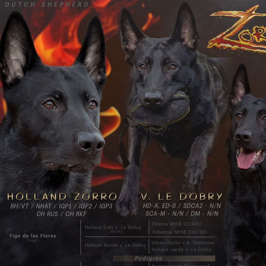 Голландская овчарка, щенок