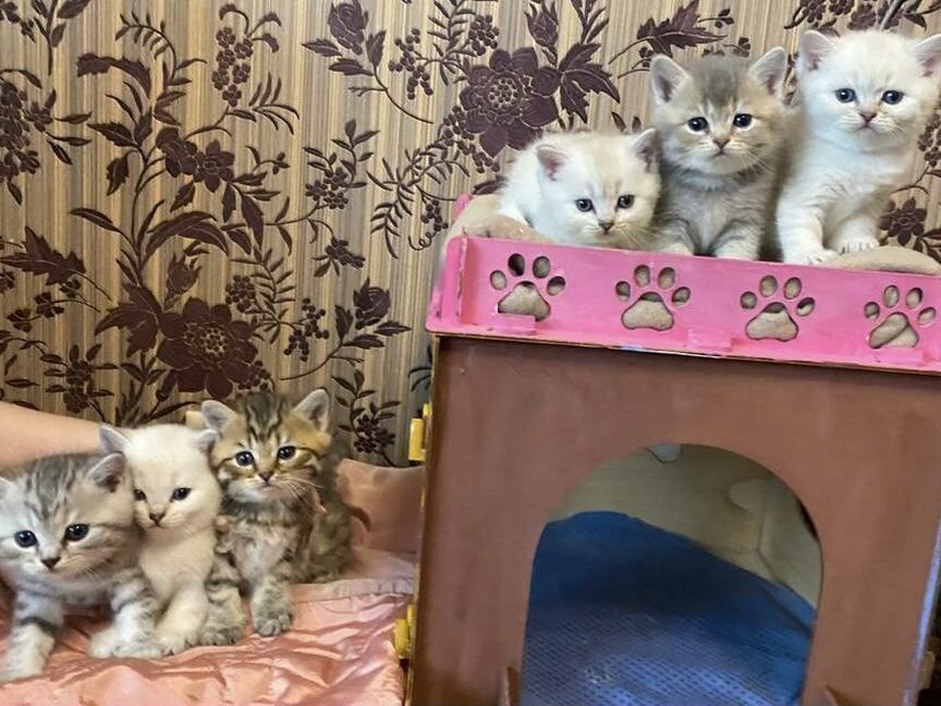 Британские котята
