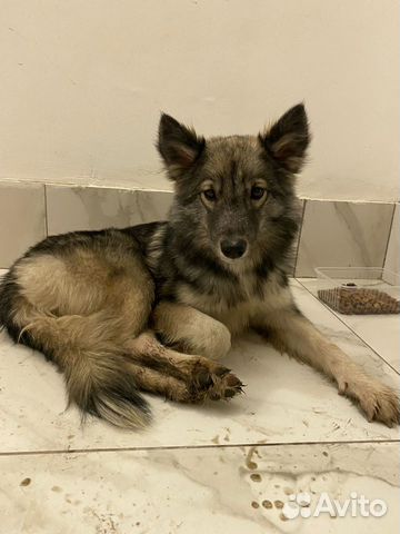 Собака ищет дом