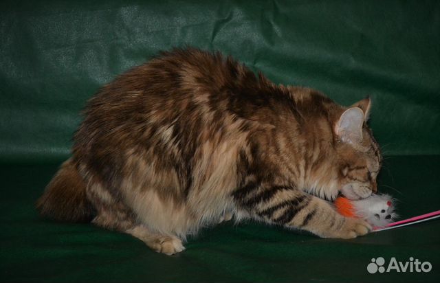 Кошечка Крисси