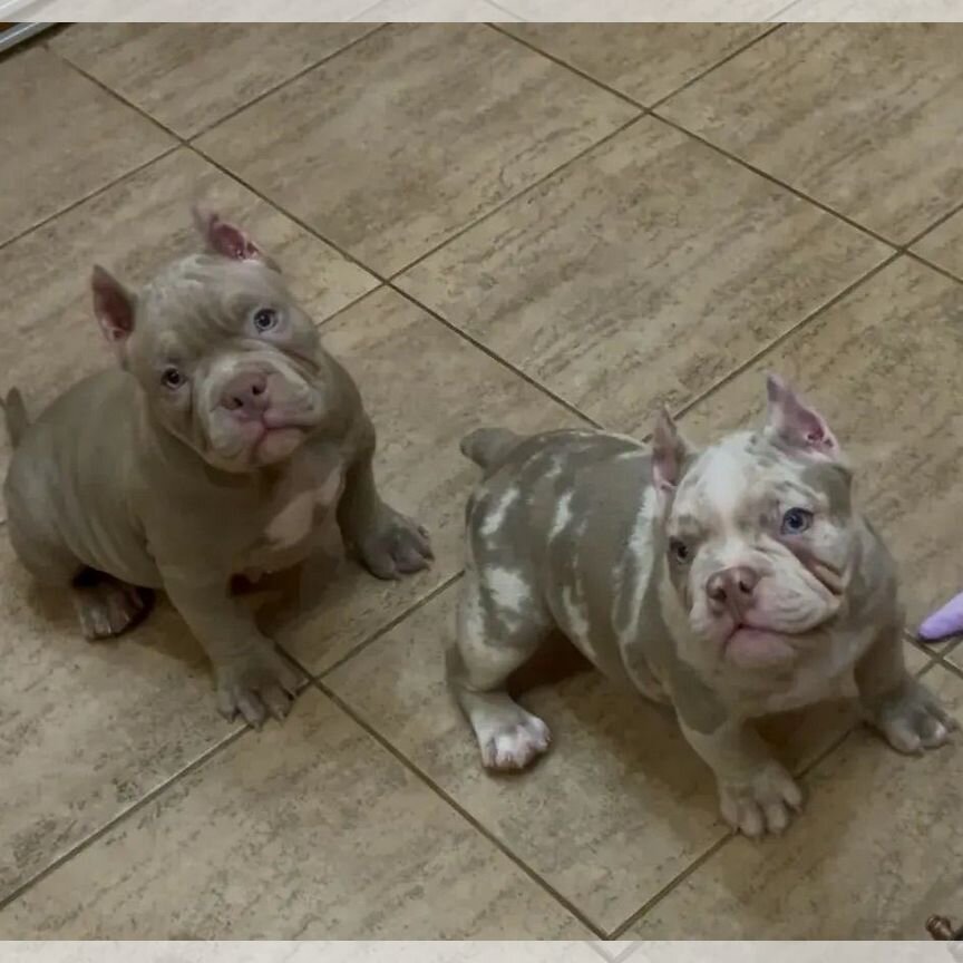 Американский булли, щенок