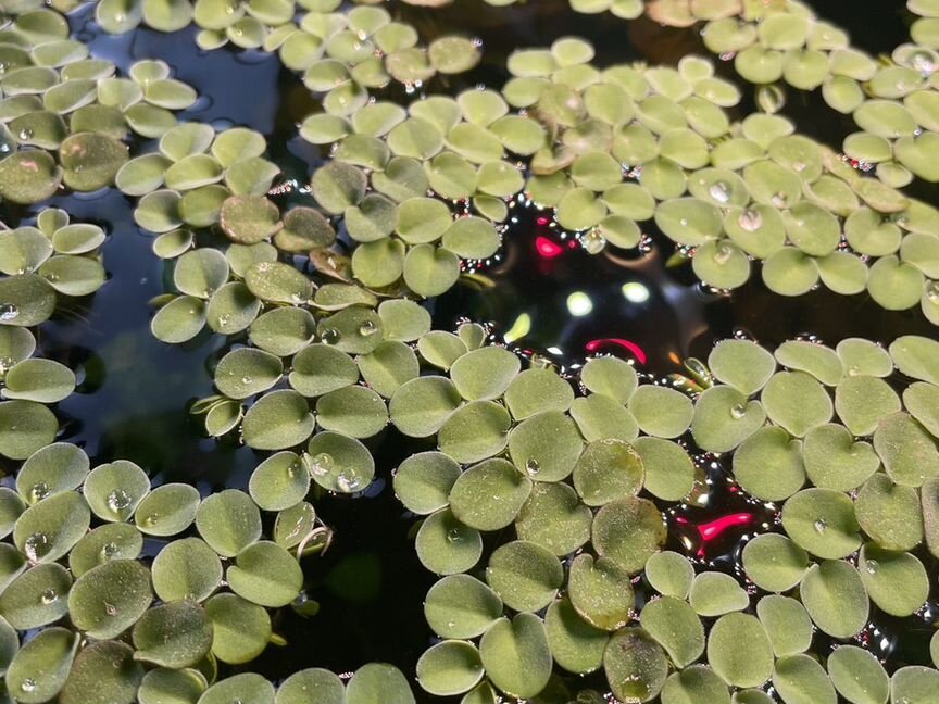 Плавающие аквариумные растения Лимнобиум