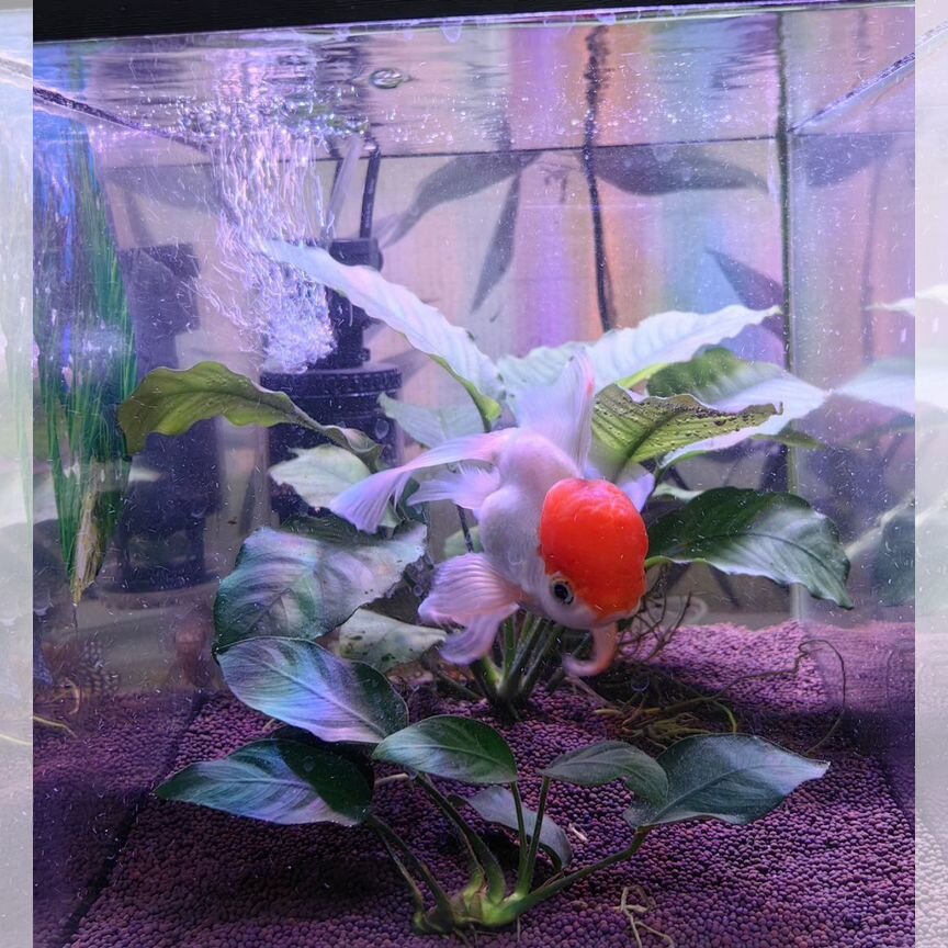 Аквариум с рыбками