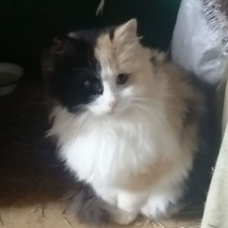 Кошки в добрые руки бесплатно