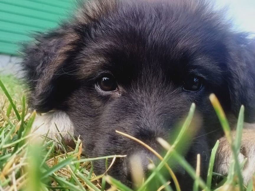 Щенок немецкой овчарки