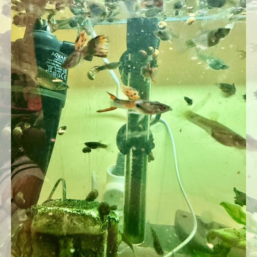 Рыбки гуппи