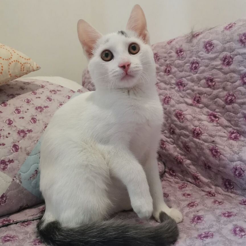 Белая красотка Мира