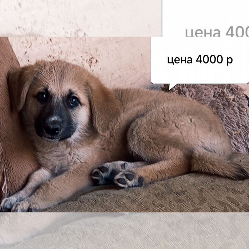 Среднеазиатская овчарка, щенок