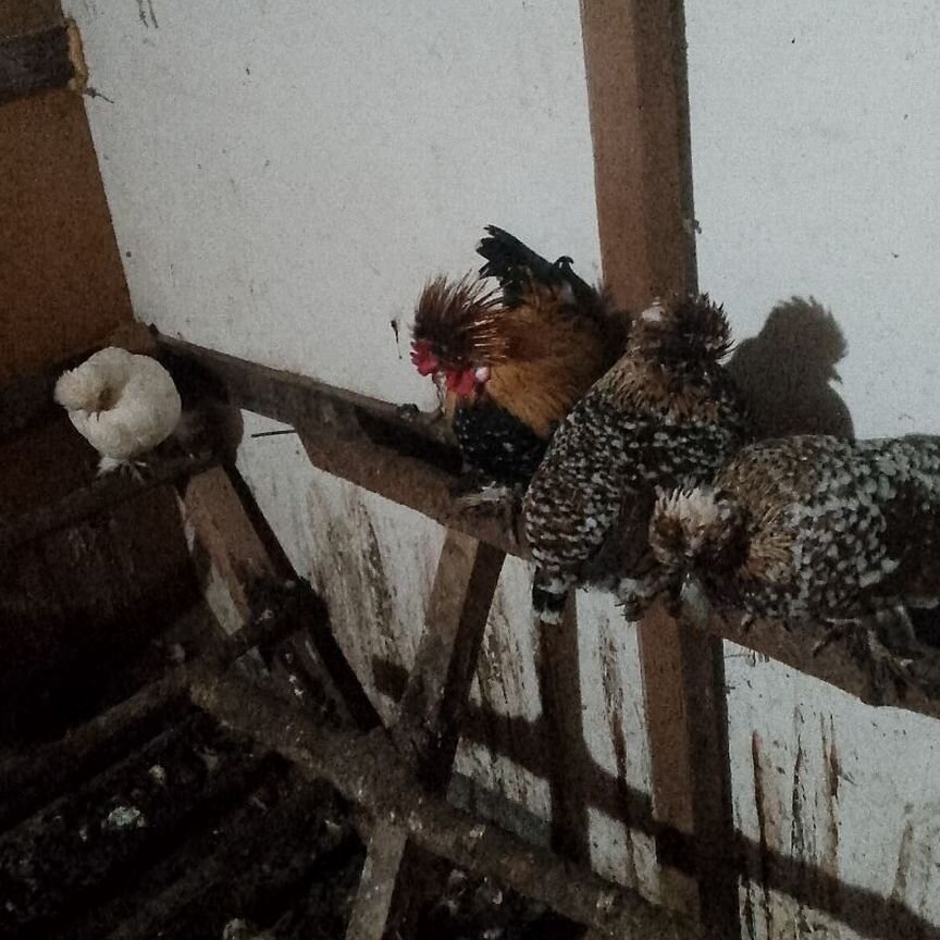 Продам куриц бентаки и петух