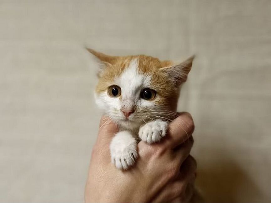 Выжившие Котята в добрые руки
