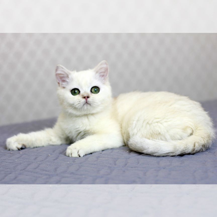 Британский серебристый котик Архип