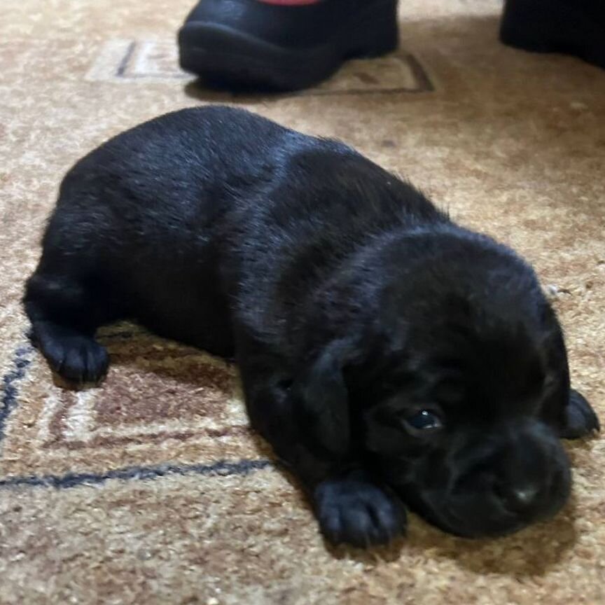 Такса, щенок